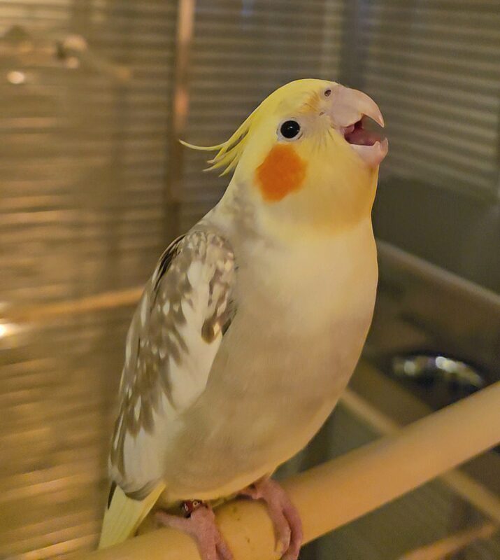 Probleemgedrag versus natuurlijk gedrag