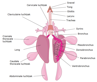 Het ademhalingssysteem en skelet van vogels - Feather Therapy